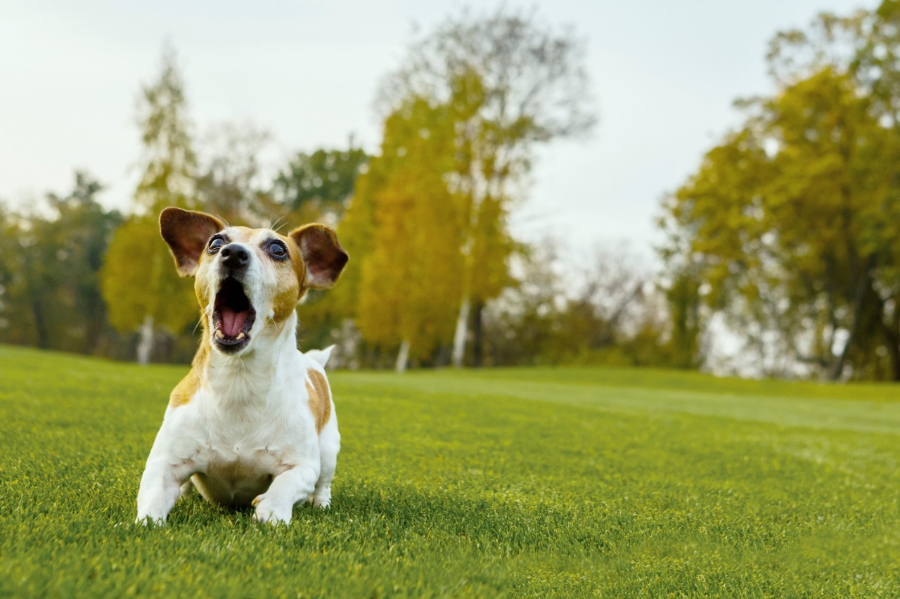What Is A Dogs Hearing Range