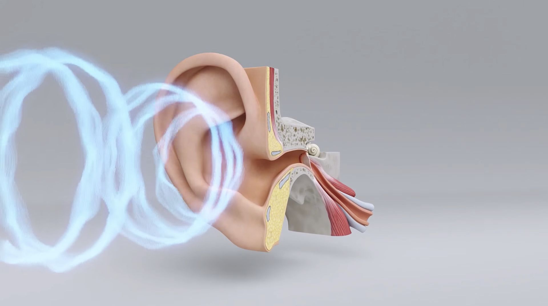 How hearing works: The purpose of hair cells │Miracle-Ear
