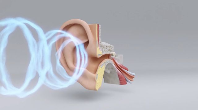 Your Ear and Hearing Health | Miracle-Ear