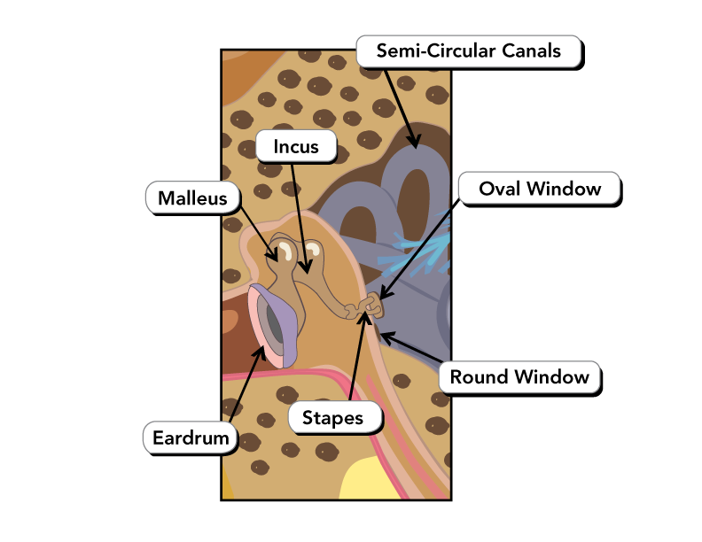 Anatomy of the Ear from Our Experts | Miracle-Ear