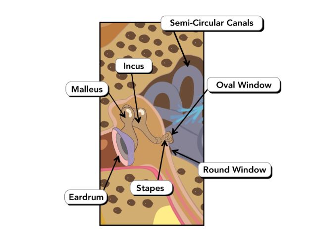 Anatomy of the Ear from Our Experts | Miracle-Ear